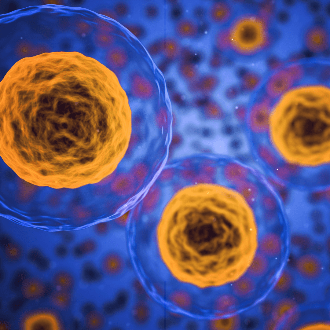 L’organisme pluricellulaire : un ensemble de cellules spécialisées ...