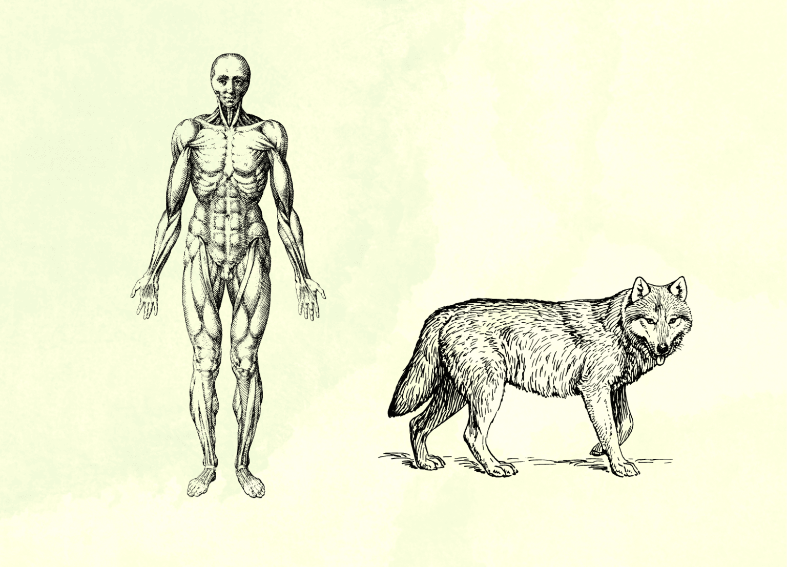 La conscience de l'Homme et de l'animal – Révise ton cours