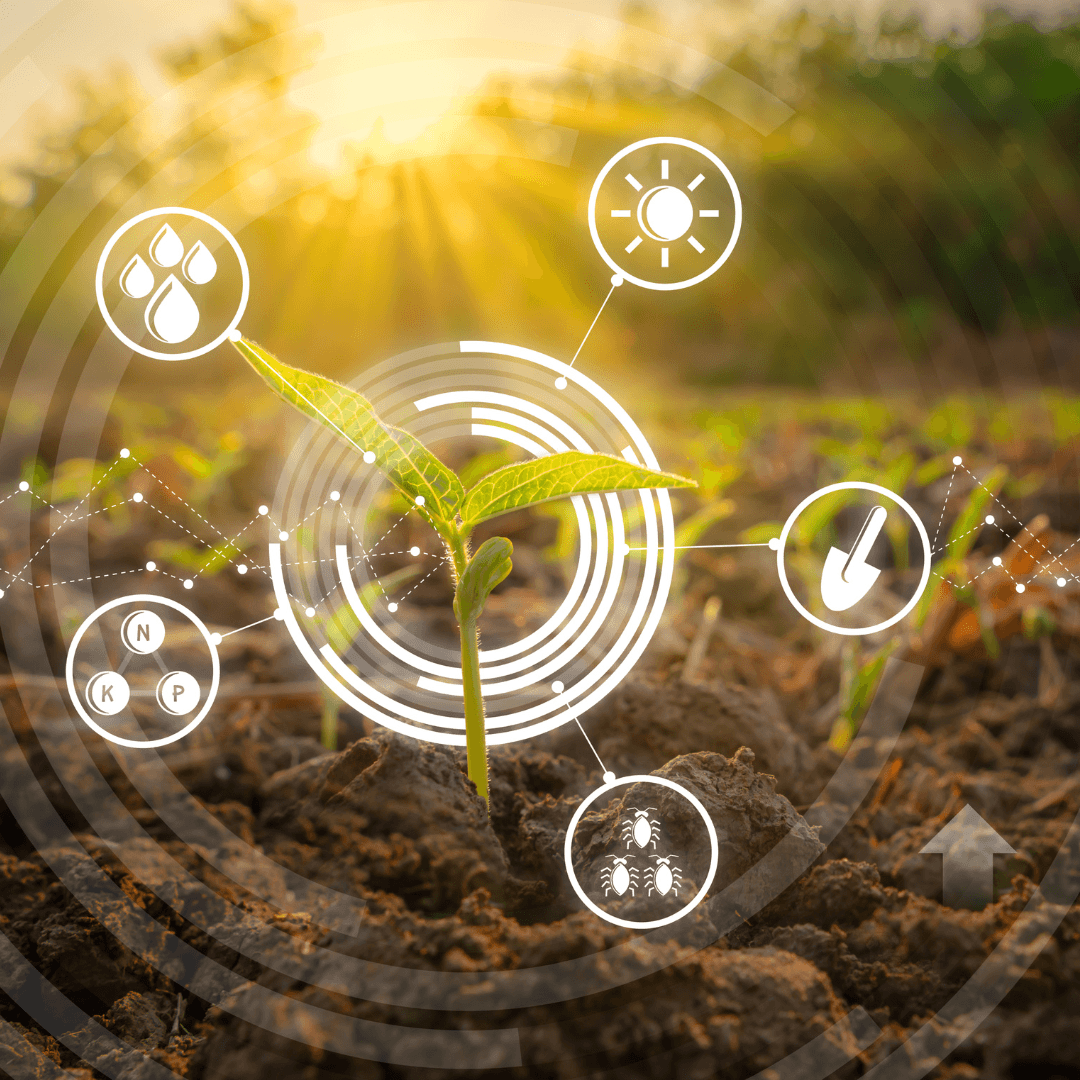 La photosynthèse – Révise ton cours